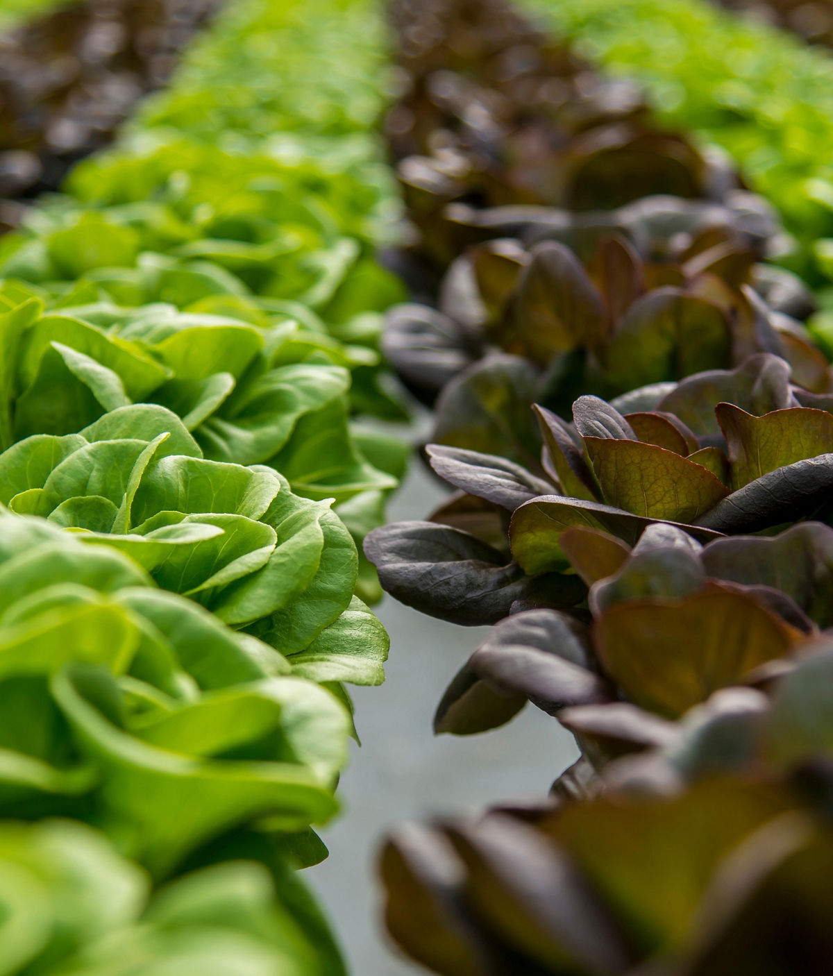 Sumanta Talukdar is changing the way we grow crops